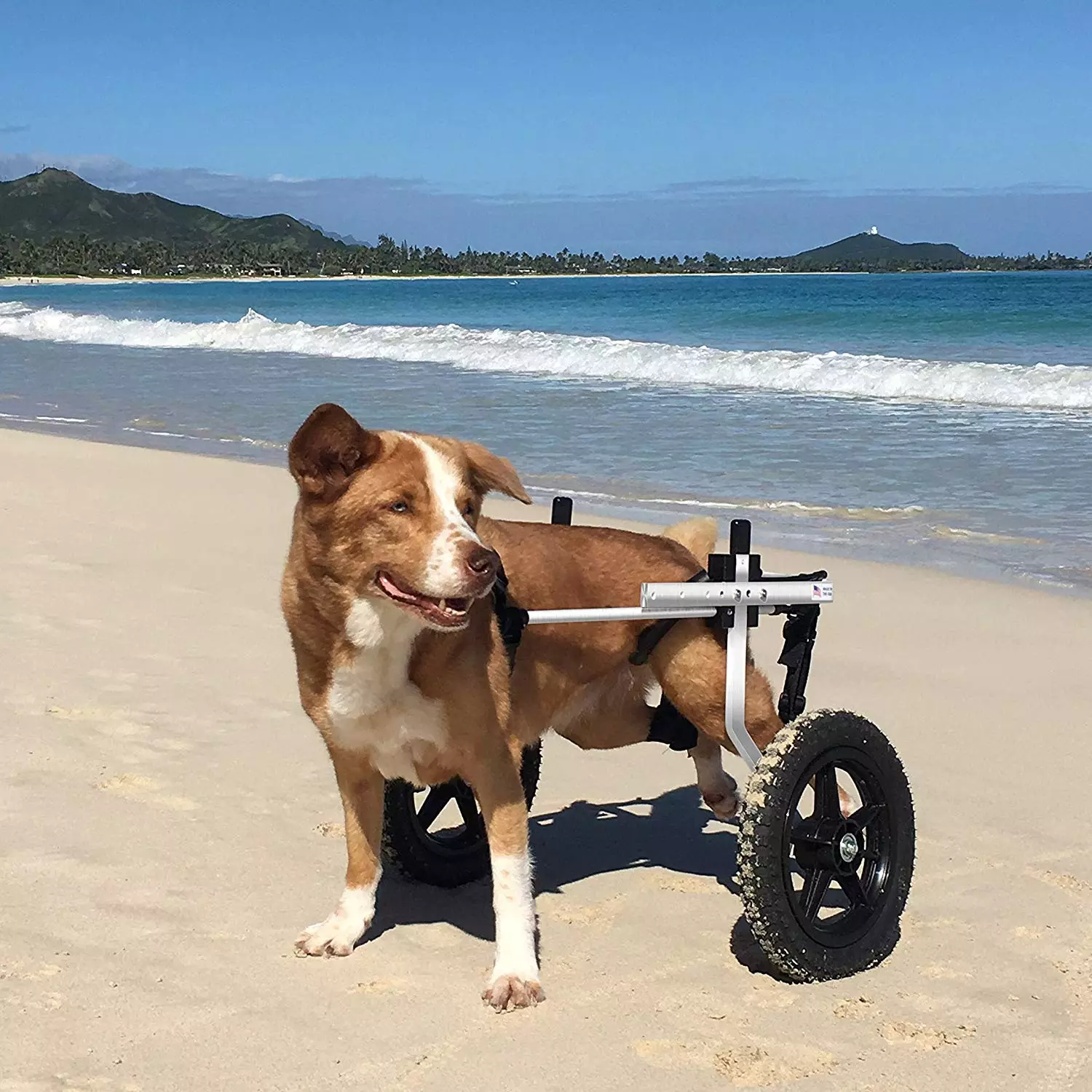 狗用輪椅前 10 名：K9 推車 The Original Dog Wheelchair