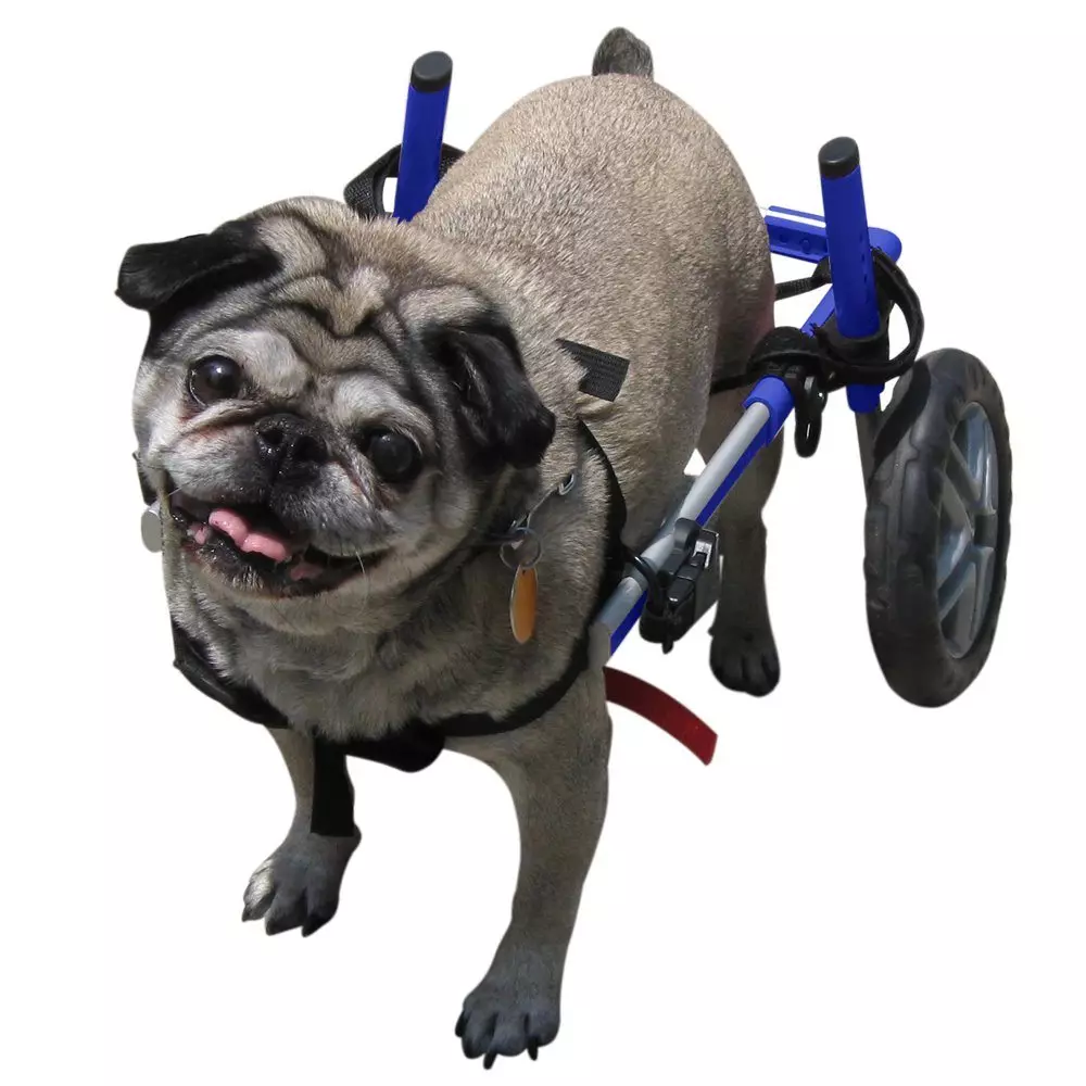 10 kursiyên bi teker ji bo kûçikan: Walkin' Wheels Dog Chair for Keçikên Biçûk