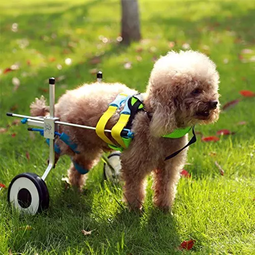 Top 10 Wheelchairs for Dogs: Duha ka Wheels Adjustable Dog Wheelchair