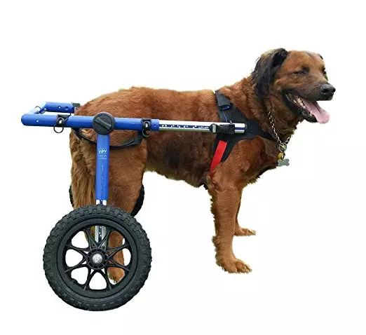 10 kursiyên bi teker ên ji bo kûçikan: Walkin' Wheels Dog Wheelchair for Large Dogs