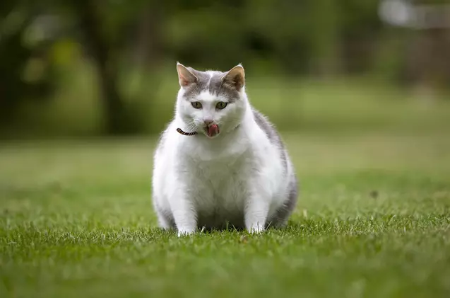 Ano ang Gagawin Sa Iyong Sobra sa Timbang Pusa 3790_1