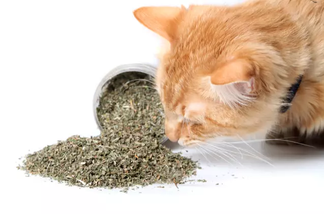 Nejlepší Catnip pro koťátka milující bylinky
