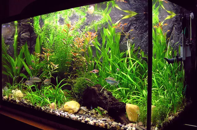 Top 5 der schnell wachsenden Aquarienpflanzen für bepflanzte Aquarien 380_1