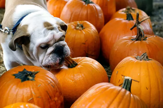 Oh Akong Gourd! Ngano nga Pumpkin Pack Usa ka Himsog nga Pagsuntok Para sa mga Pups 3890_1