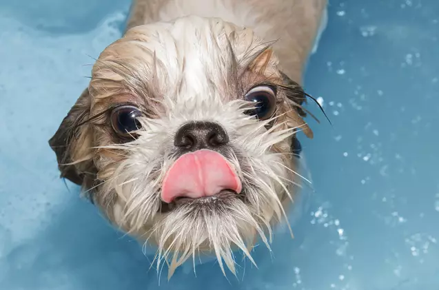 As jo dat smoargens direkt út 'e bont fan jo hûn wolle waskje, brûk dan de shampoo dy't jo brûke op jo hier net.