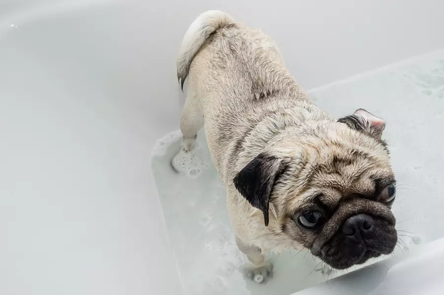 Lorsque vous voulez laver cette crasse directement de la fourrure de votre chien, n'utilisez pas le shampooing que vous utilisez sur vos cheveux.