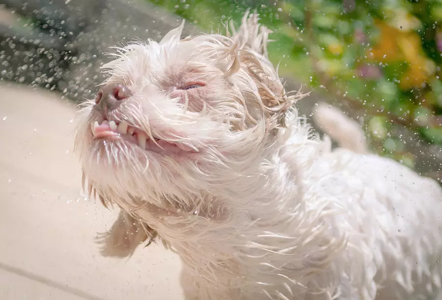 Lorsque vous voulez laver cette crasse directement de la fourrure de votre chien, n'utilisez pas le shampooing que vous utilisez sur vos cheveux.