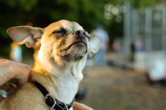 As alerxias estacionais traen arañazos e esnifadas nas nosas mascotas 3982_1