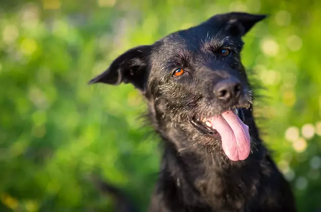 Les ténias chez les chiens sont plus qu'une situation délicate 3987_1