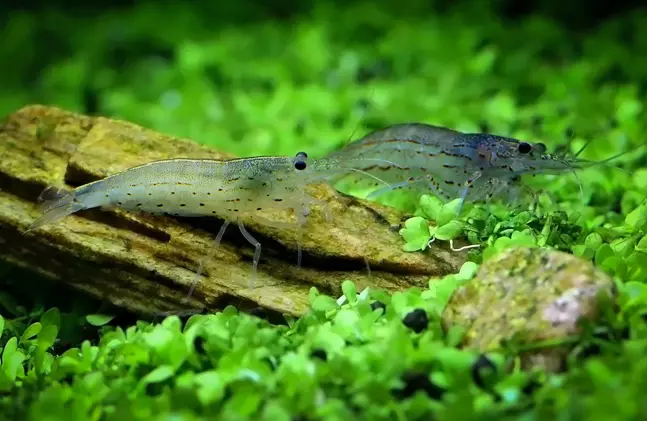 5 Invertebrata Paling Apik Kanggo Nyewa Kanggo Awak Pembersihan Banyu Tawar