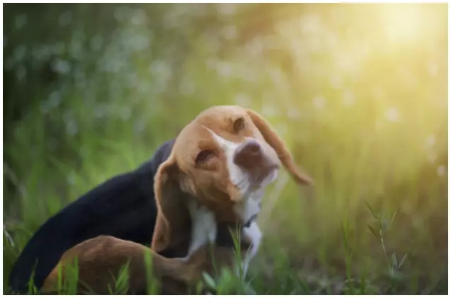 Unsa Ang Buhaton Panahon sa Flea ug Tick Season aron Mapanalipdan ang mga Binuhi ug Wala’y Toxin 4002_1