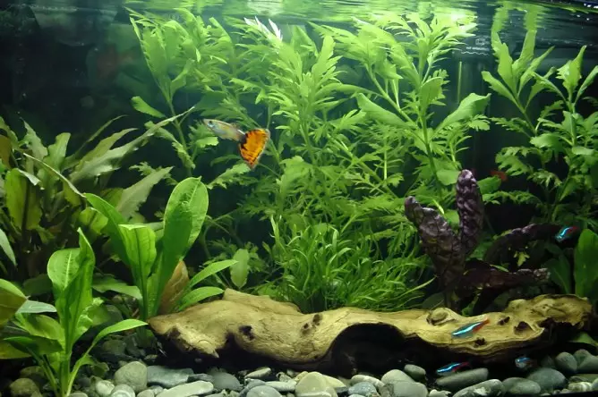 4 beste soorten verlichtingssystemen voor beplante aquaria 4010_1