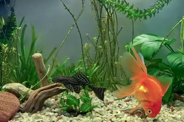 Top 8 Nebatên Aquariumê yên çêtirîn ji bo Destpêkan 4028_1