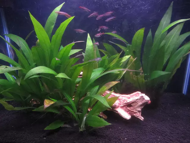 Aquarium Basics: Litte wy prate oer Amazon Sword Plants 4047_1