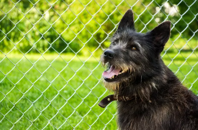 Pagar Anjing Luar Ruangan Terbaik 404_1