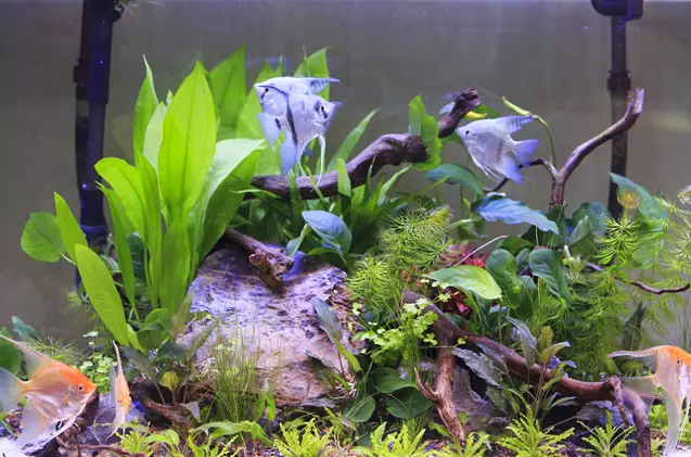 Basisprincipes van beplante tanks: wat aquariumplanten nodig hebben om te gedijen? 4053_1