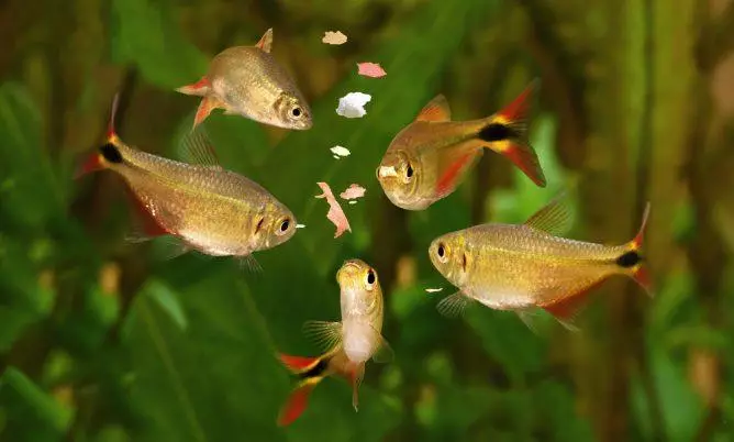 Aquarium Fish සඳහා හොඳම මාළු ආහාර 4091_1