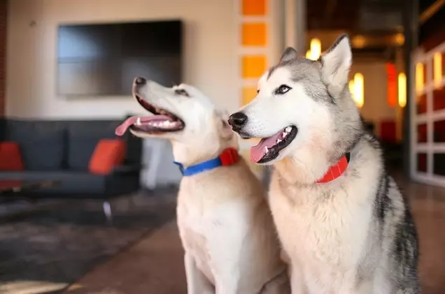 Lernen Sie WÜF kennen, das intelligenteste Hundehalsband der Welt