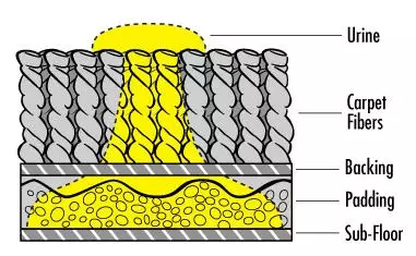 İdrar Nasıl Gri Yayılır (00000002)