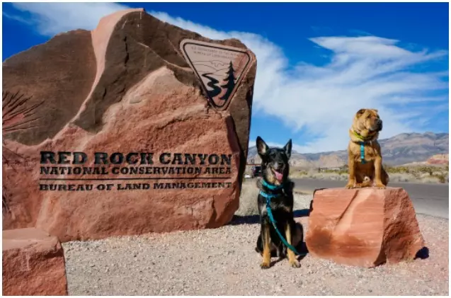 Ang Red Rock Canyon ay isang magandang lugar para sa Ultimate Pet-Friendly Road Trip