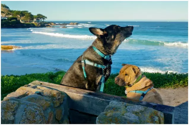 カーメルは、究極のペットフレンドリーなロードトリップで犬を飼うのに最適な場所です