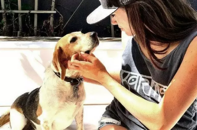 Ang Regal Beagle ni Megan Markhle Nakita nga Nagsakay sa Royal Wedding kauban si Queen Elizabeth 4246_1