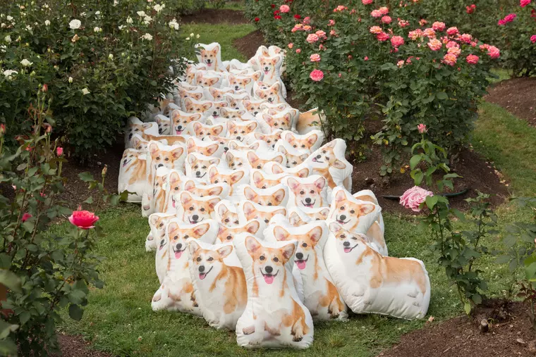 corgi-clones-2