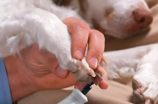 Pet Hack Tal-Ġimgħa: Grooming Dwiefer Pet B'Faċilità 4347_1