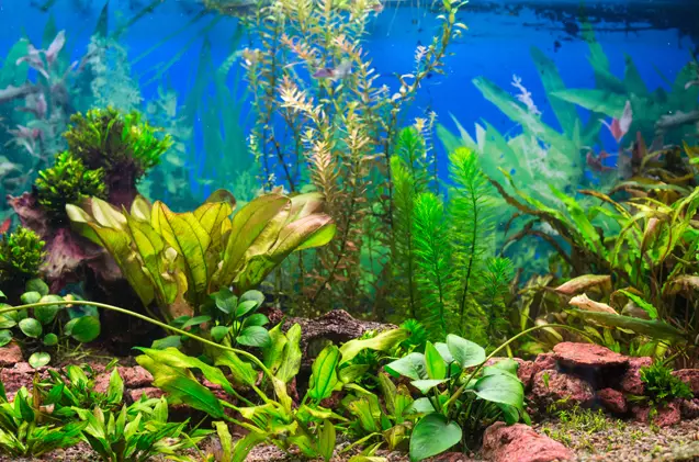 Kedu ihe dị njọ na osisi aquarium m? 4374_1