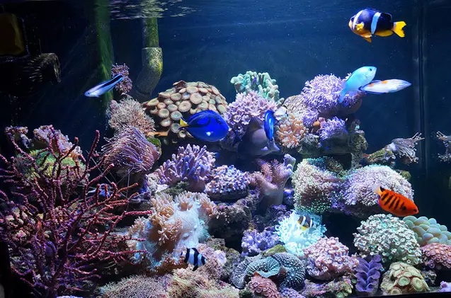 Këshilla shumëngjyrëshe për fillimin e një rezervuari Nano Reef 4393_1