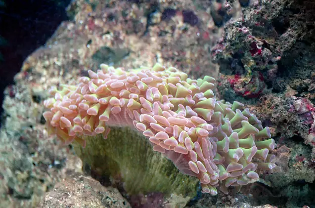 Top 5 Lágljós Corals fyrir byrjendur Reef Tank 4394_1