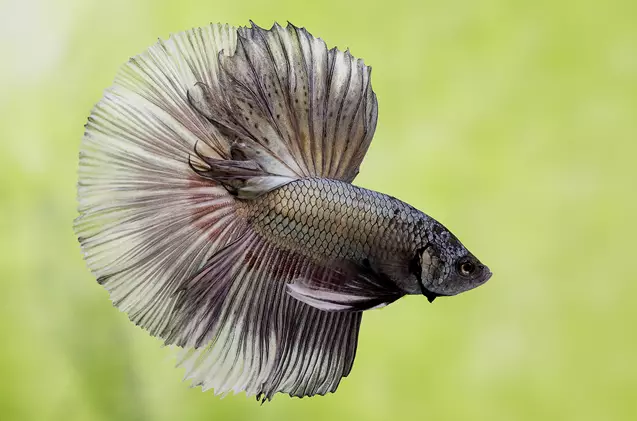 Join the Club: The Eastern Betta Society 4398_1