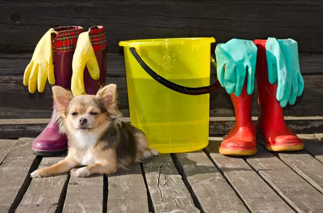 5 benefícios de usar produtos de limpeza caseiros para cães