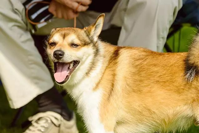 Fós measartha neamhchoitianta sna SA, is cine ciúin é an Lundehund hIorua.