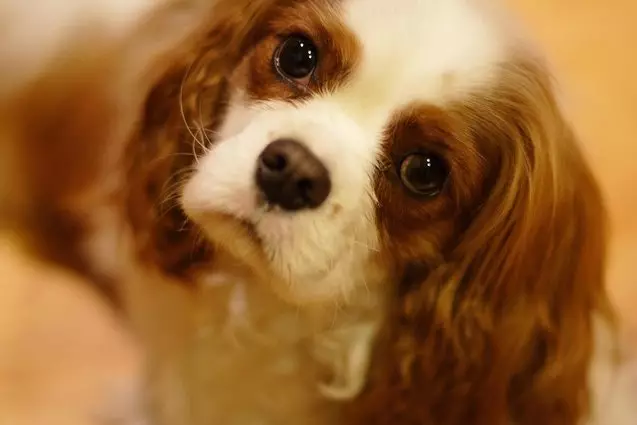 Ní hamháin go bhfuil an Cavalier King Charles Spaniel ar cheann de na pórtha is mó a bhfuil grá ag daoine air, ach tá sé ciúin freisin.