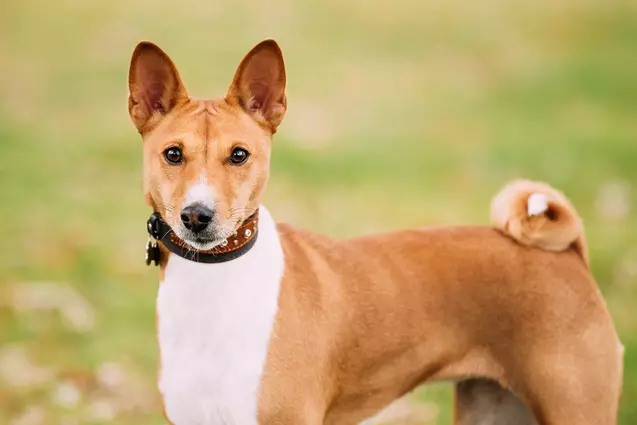 Cé go mb’fhéidir nach bhfuil an Basenji ar cheann de na pórtha madraí is coitianta, is maith leo fanacht go teann.