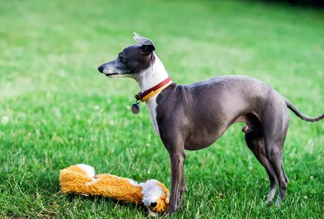 Simili fil-livell ta 'attività u d-dehra għall-Greyhound akbar, il-Greyhound Taljan huwa kelb ta' razza żgħira kwiet.