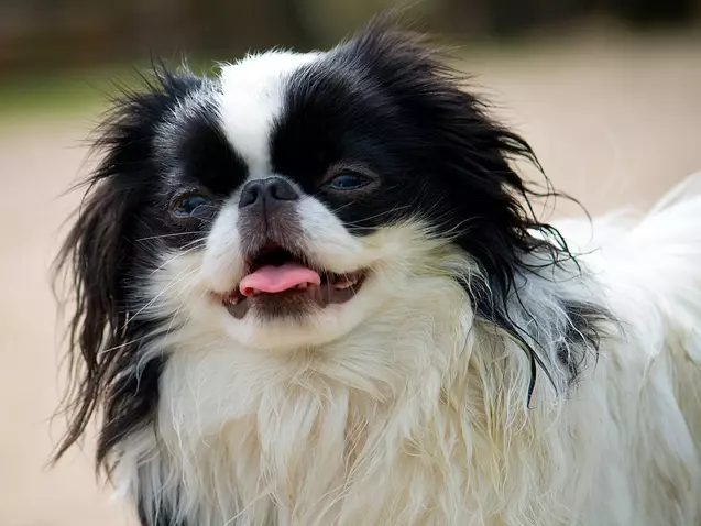 Tá cuma ar an smig Seapánach is atá an Cavalier King Charles Spaniel chomh ciúin, cé go bhfuil fráma níos lú agus smig níos giorra aige.