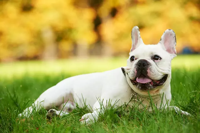 The French Bulldog nyaéta anjing breed leutik stocky dipikawanoh pikeun kapribadian ramah tur menawan na.