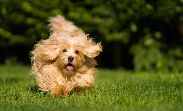 The Havanese mangrupakeun pilihan populér pikeun apartemen jeung condo dwellers pikeun loba alesan - pikeun ukuran na, kabutuhan énergi handap na, sarta alatan anjeunna moal ngaganggu tatanggana kalawan barking konstan.