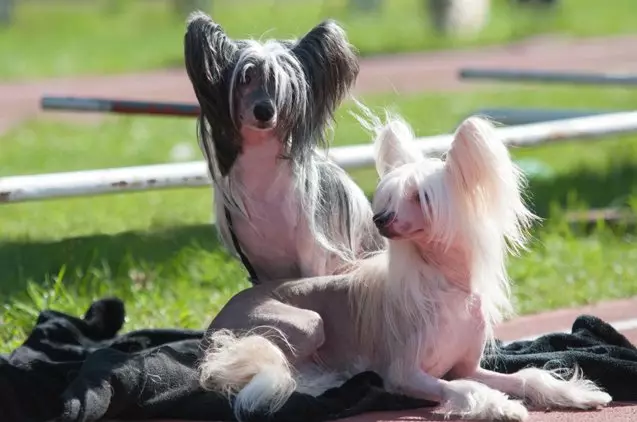 Henteu ngan Cina Crested salah sahiji breeds anjing quietest kaluar aya, tapi anjeunna oge salah sahiji anjing paling unik-pilari anjeun nimu.