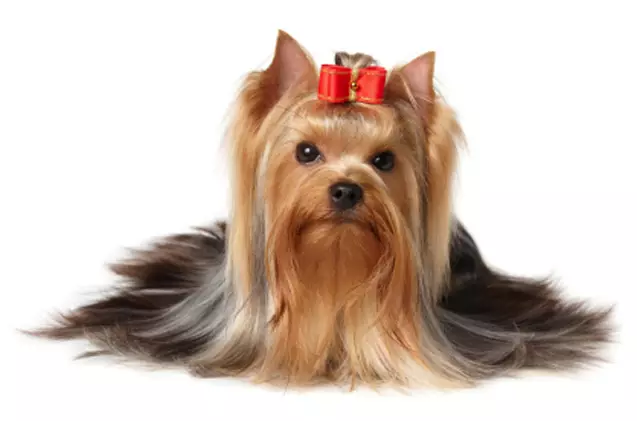 De Yorkshire Terrier van de showklasse