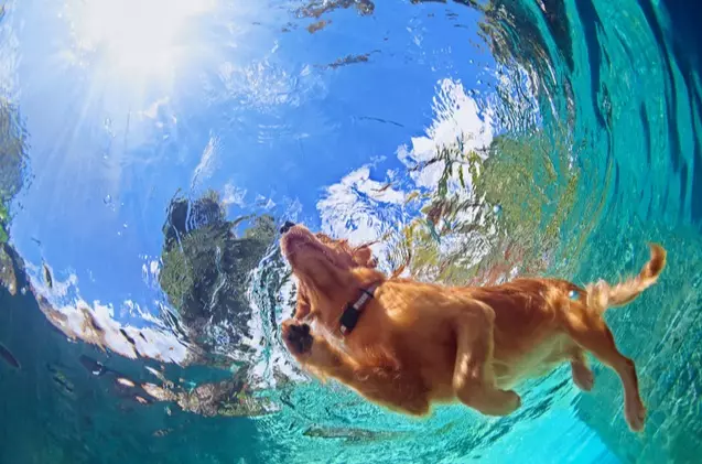 Kolam Klorin atau Air Asin: Mana yang Terbaik untuk Anjing? 4478_1