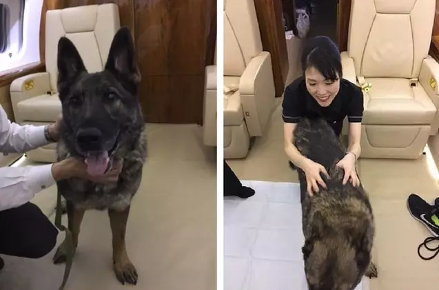 Después de ser enviado por error a Japón, el perro llega a casa en un jet privado 4503_1