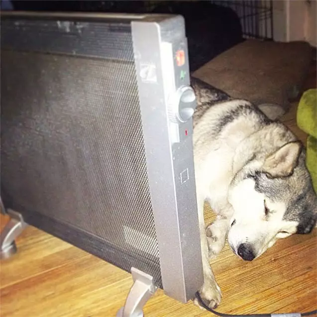 9 DogandHeater