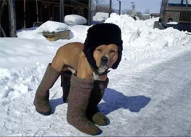 2DoginBoots