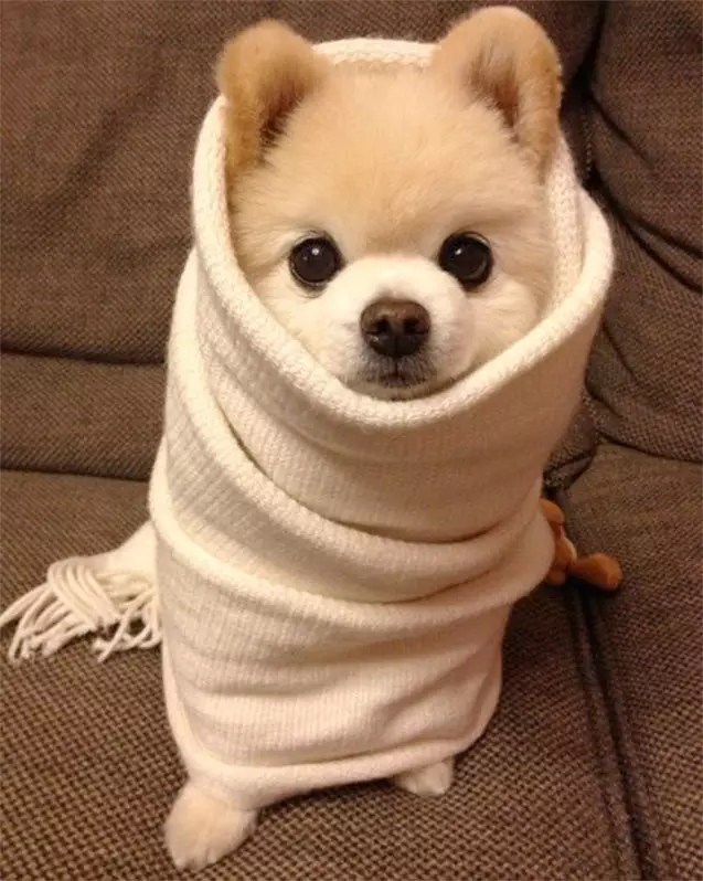 5DoginScarf