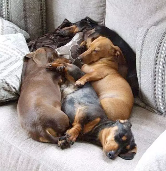 6 Daschunds2