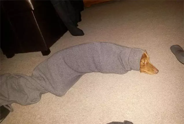 7DogInSleeve