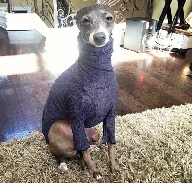 8CuteDoginSweater |